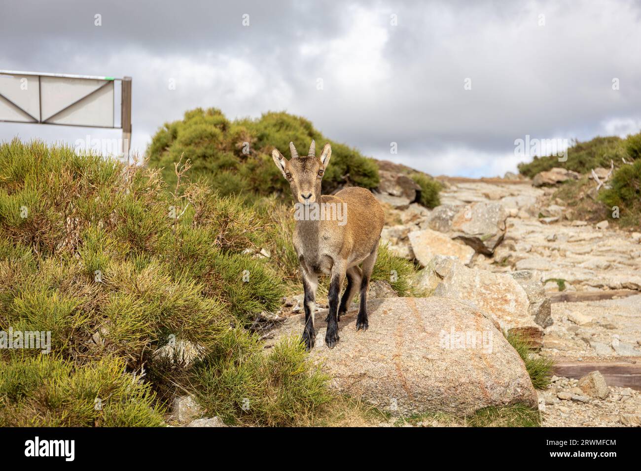 Wild goat capra cliff hi-res stock photography and images - Alamy