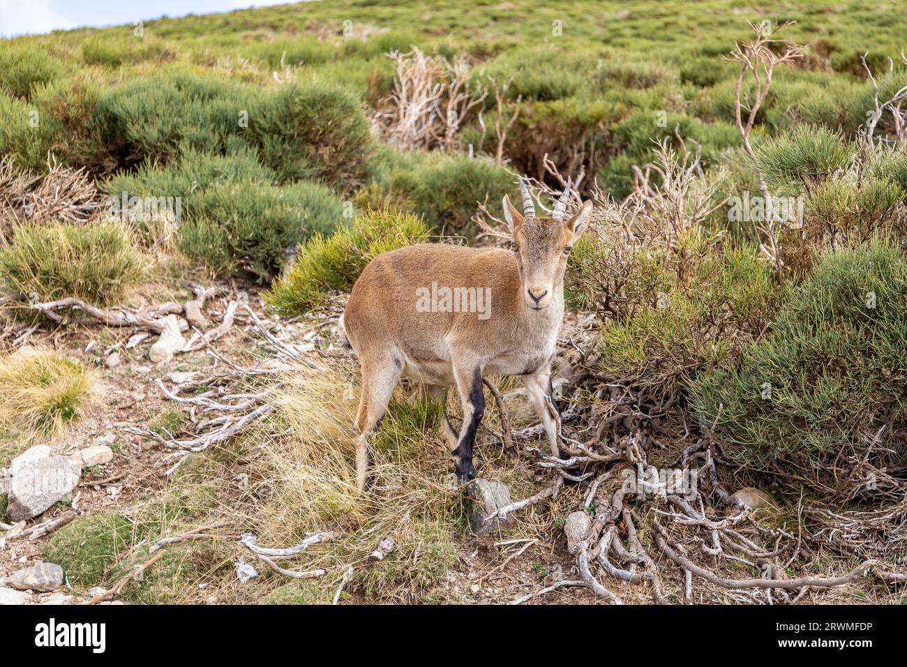 The Iberian ibex (Capra pyrenaica), one female animal standing among ...