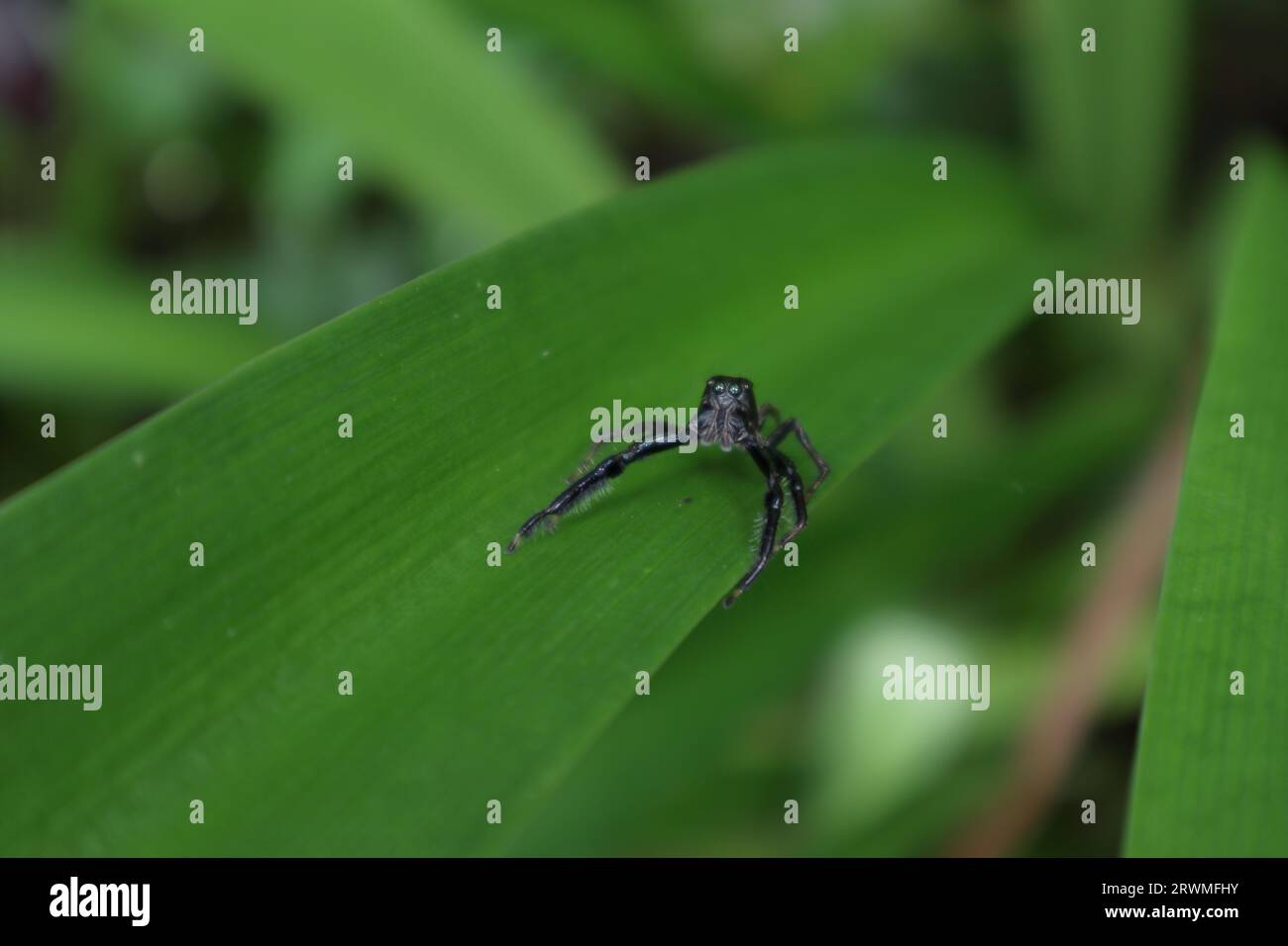 High angle close up view of a black Jumping spider is crawling up on a ...
