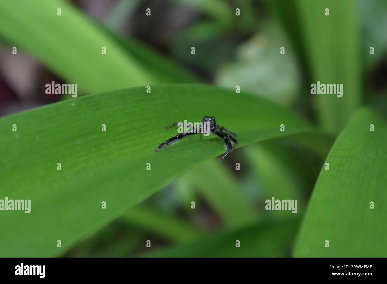 The face of a hairy black Jumping spider (Salticidae), the spider sits ...