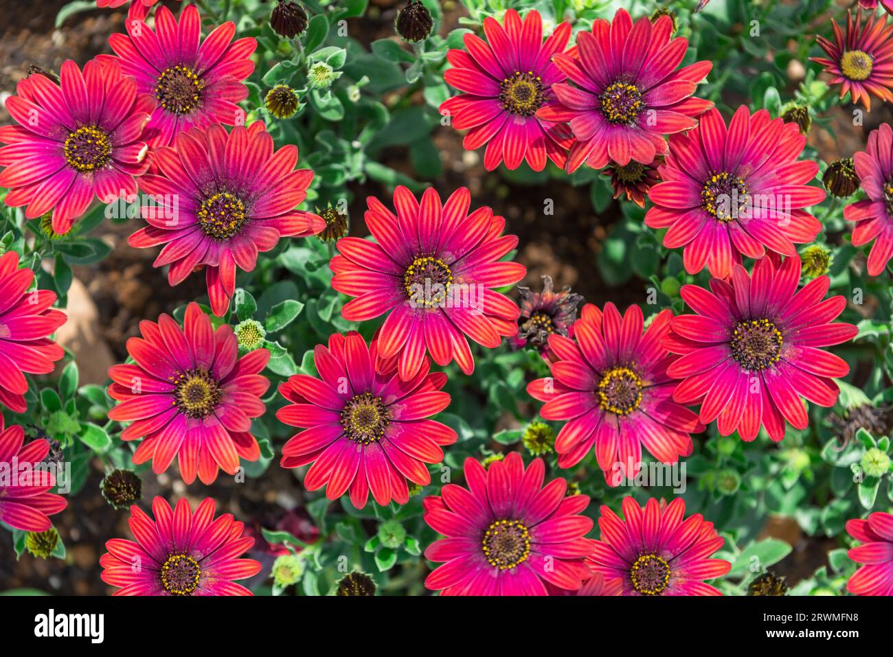 Osteospermum red hi-res stock photography and images - Alamy