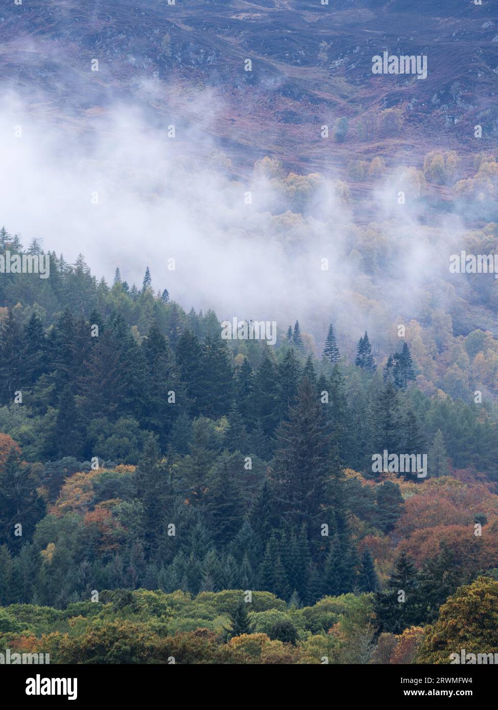 Lush, mixed woodland shrouded in mist near Pitlochry, Highland ...