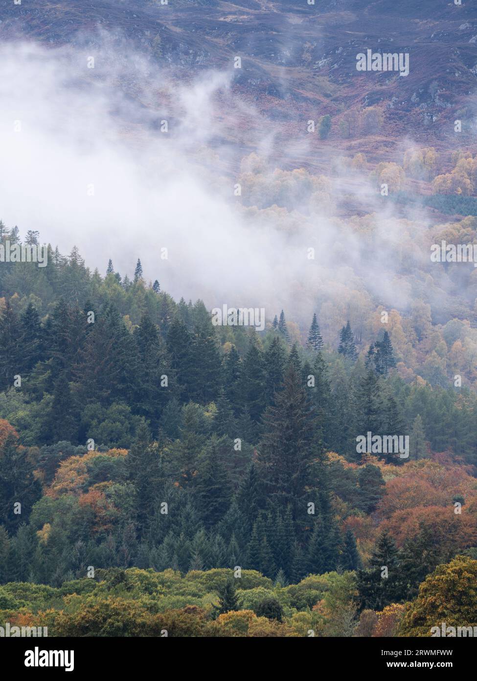 Lush, mixed woodland shrouded in mist near Pitlochry, Highland ...