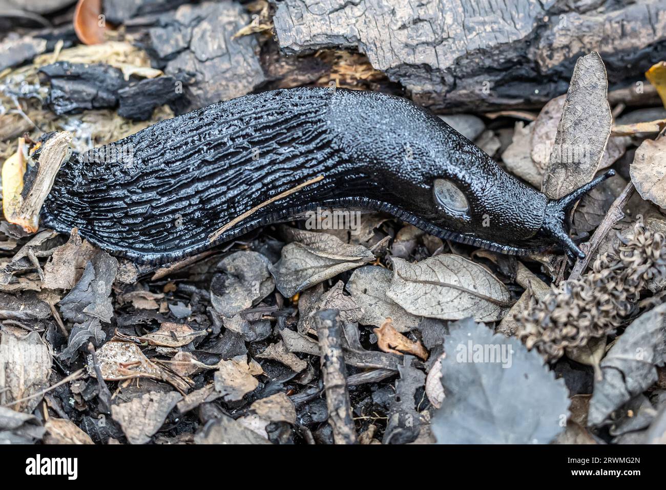 Black keel back slug, ashy-grey slug, ash-black slug (Limax ...