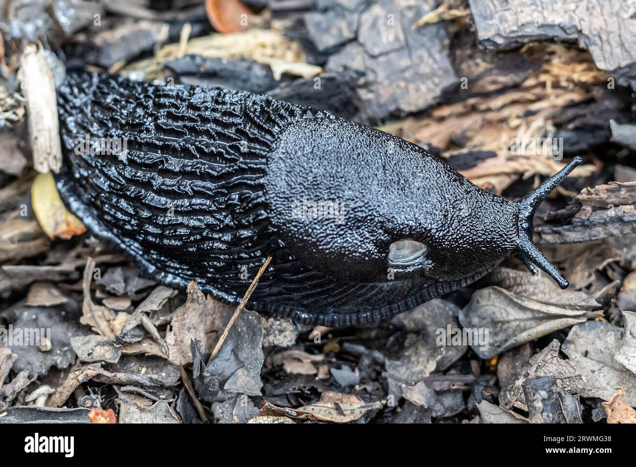 Black keel back slug, ashy-grey slug, ash-black slug (Limax ...