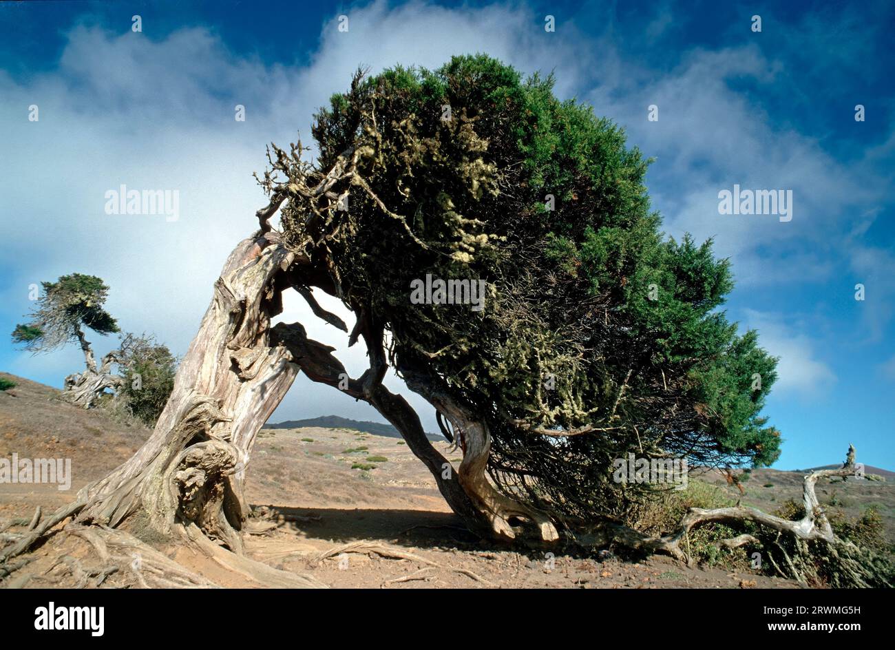 Spanien, ESP, Kanarische Inseln, El Hierro: windschiefer Wacholderbaum ...