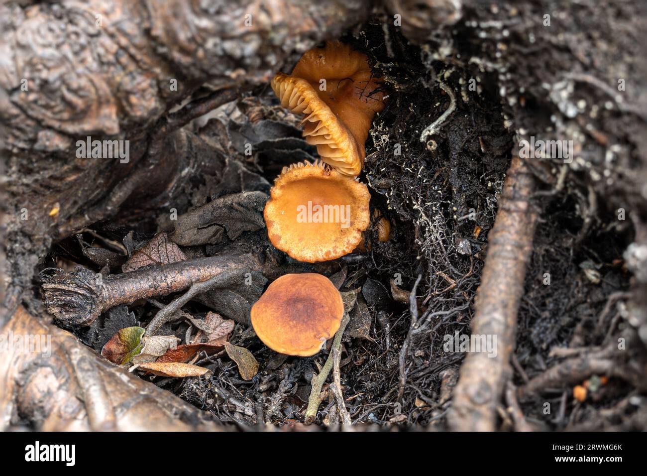 Camphoratus hi-res stock photography and images - Alamy