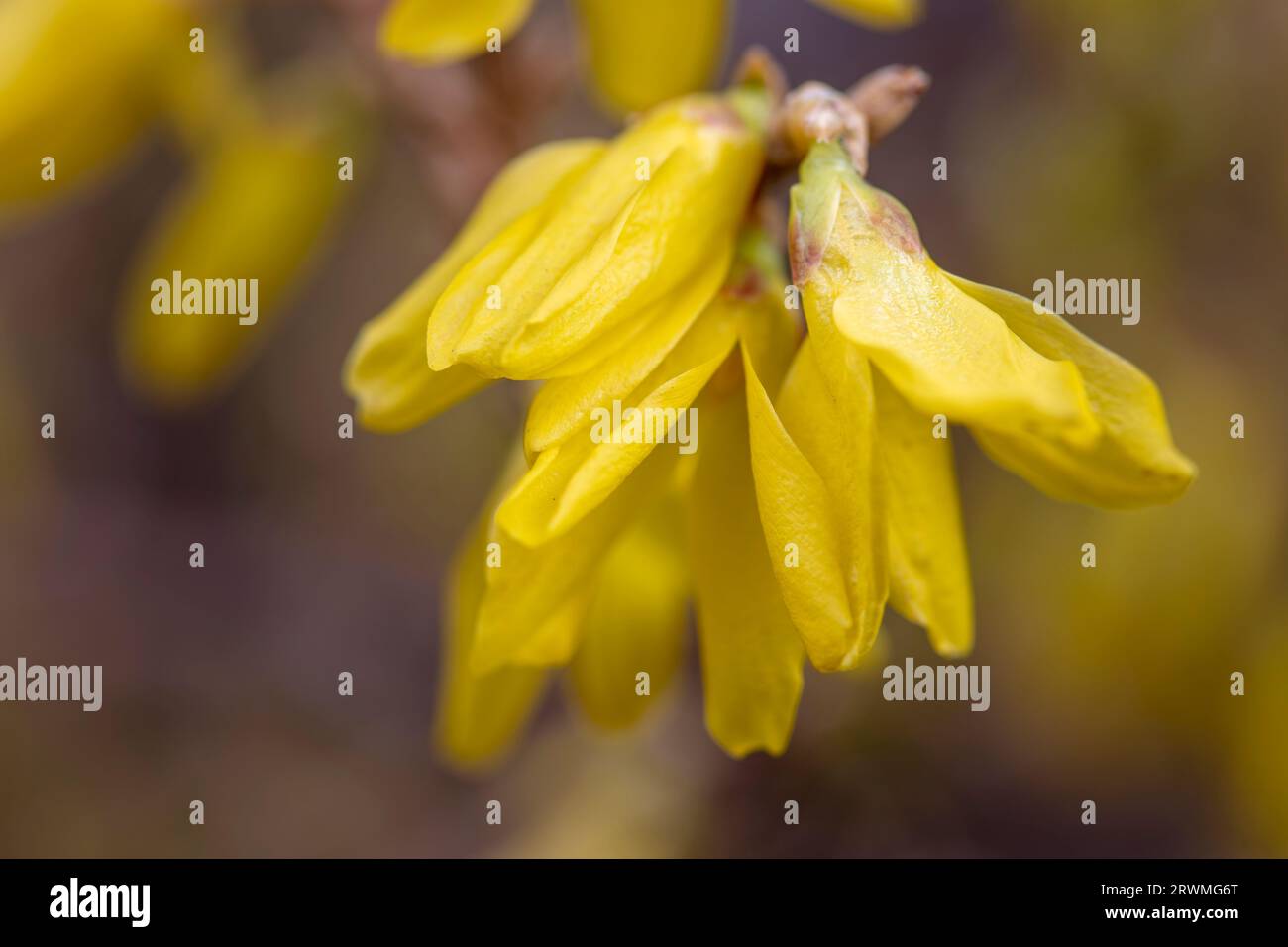 Forsythia suspensa flowers branch and flowers hi-res stock photography ...