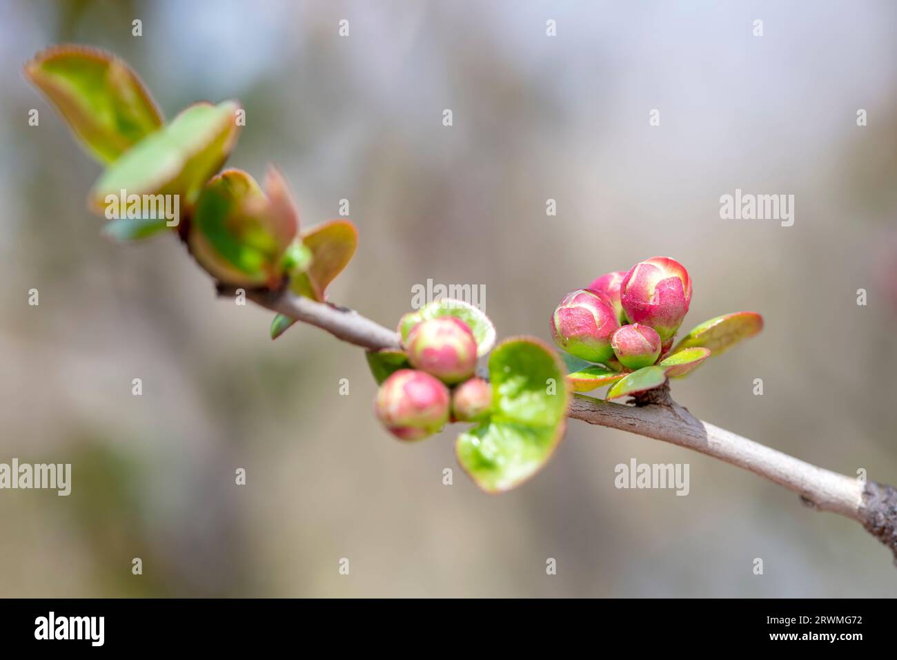 The leaf buds of sessile Begonia are in the botanical garden, North ...