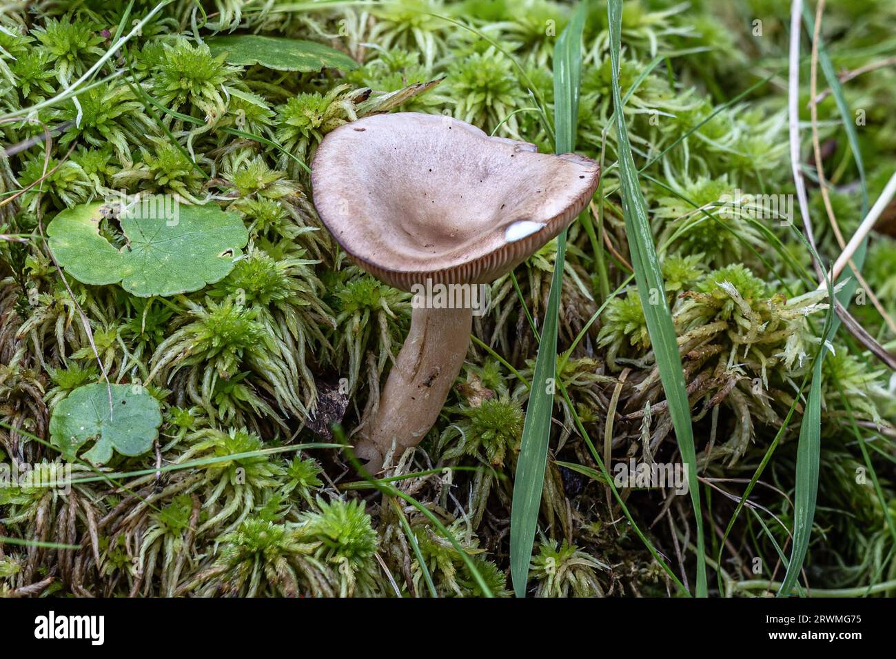 Grey milkcap, Lactarius vietus, Studland dunes, Dorset, UK Stock Photo ...