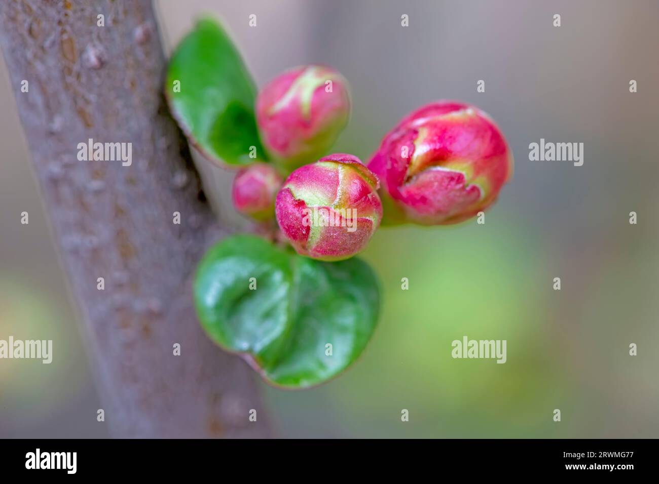 The leaf buds of sessile Begonia are in the botanical garden, North ...