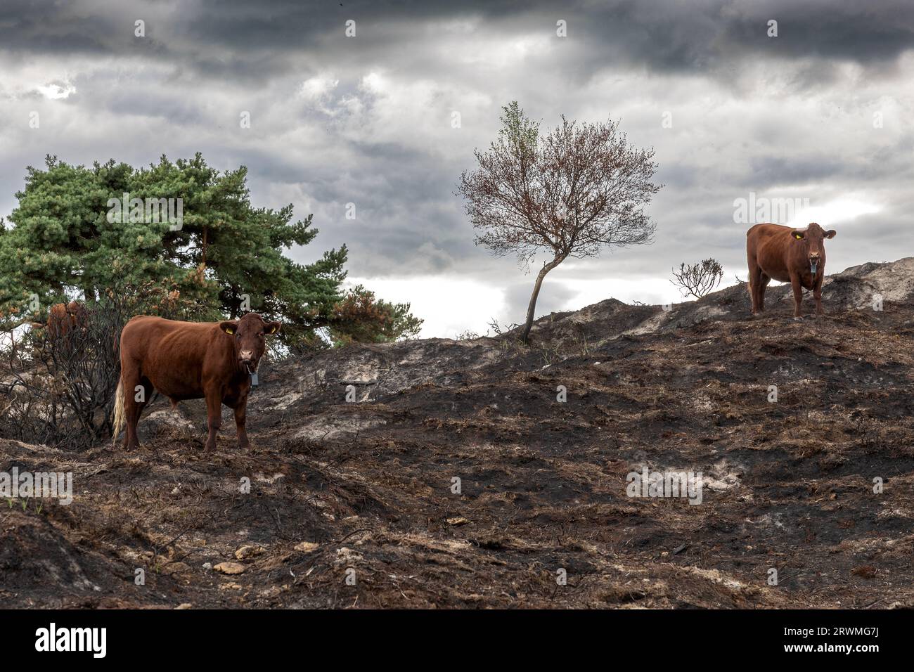 Ruby red beef/bullocks/cows on recently arson/burnt heathland, Studland ...