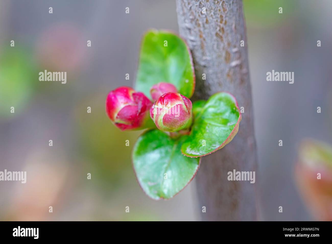The leaf buds of sessile Begonia are in the botanical garden, North ...