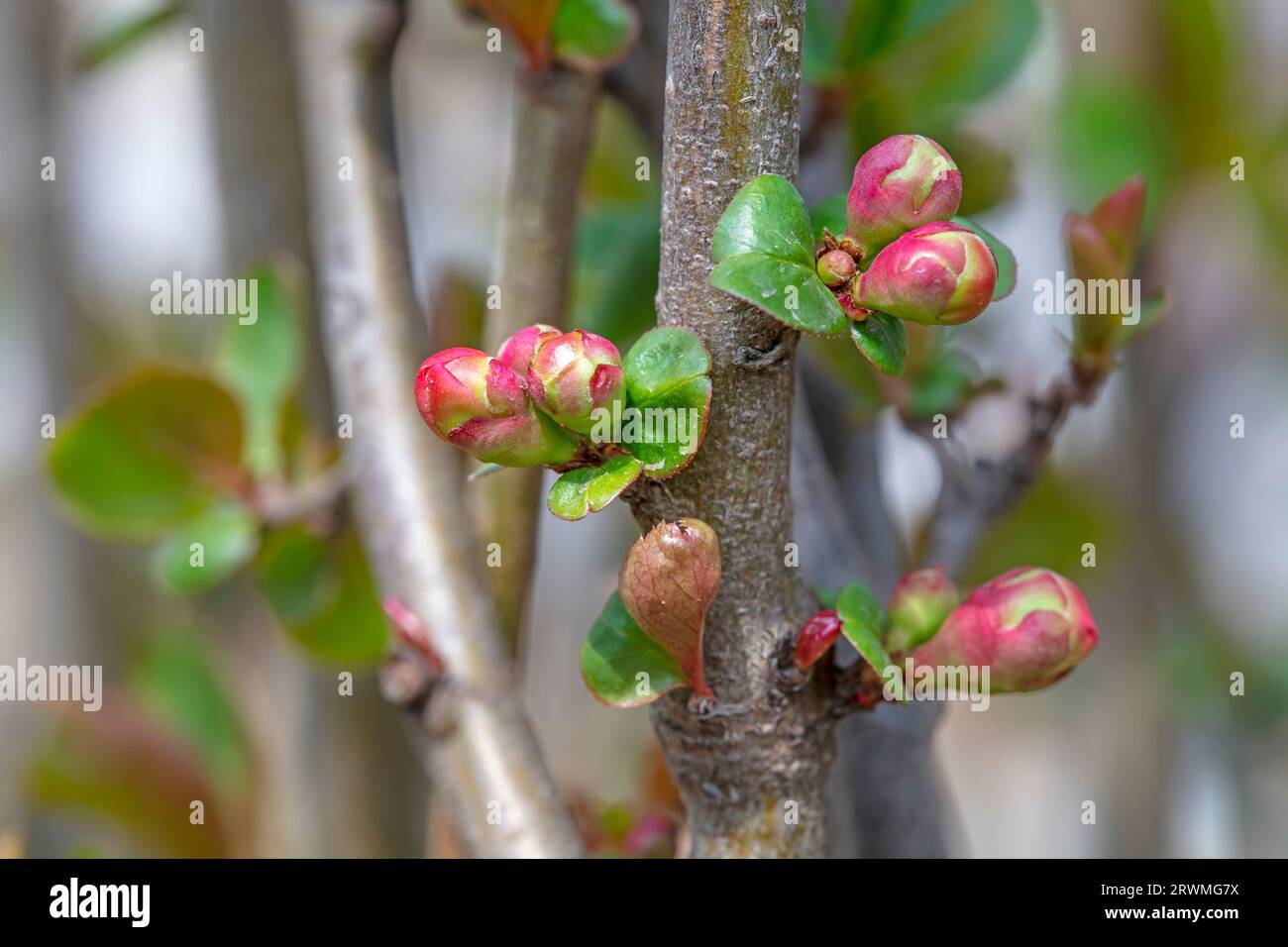 The leaf buds of sessile Begonia are in the botanical garden, North ...