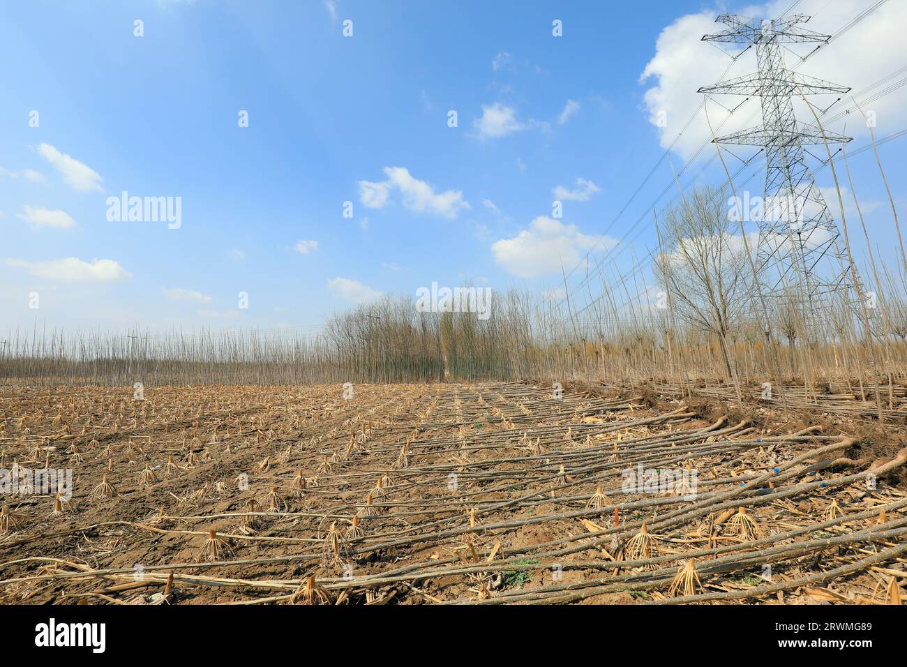The fast-growing poplar seedlings ready for transplanting are in a ...