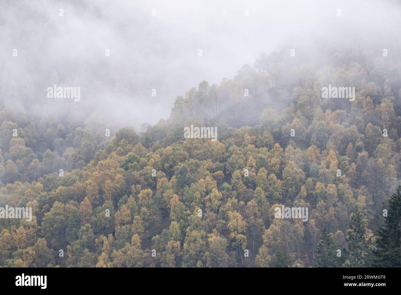 Lush, mixed woodland shrouded in mist near Pitlochry, Highland ...