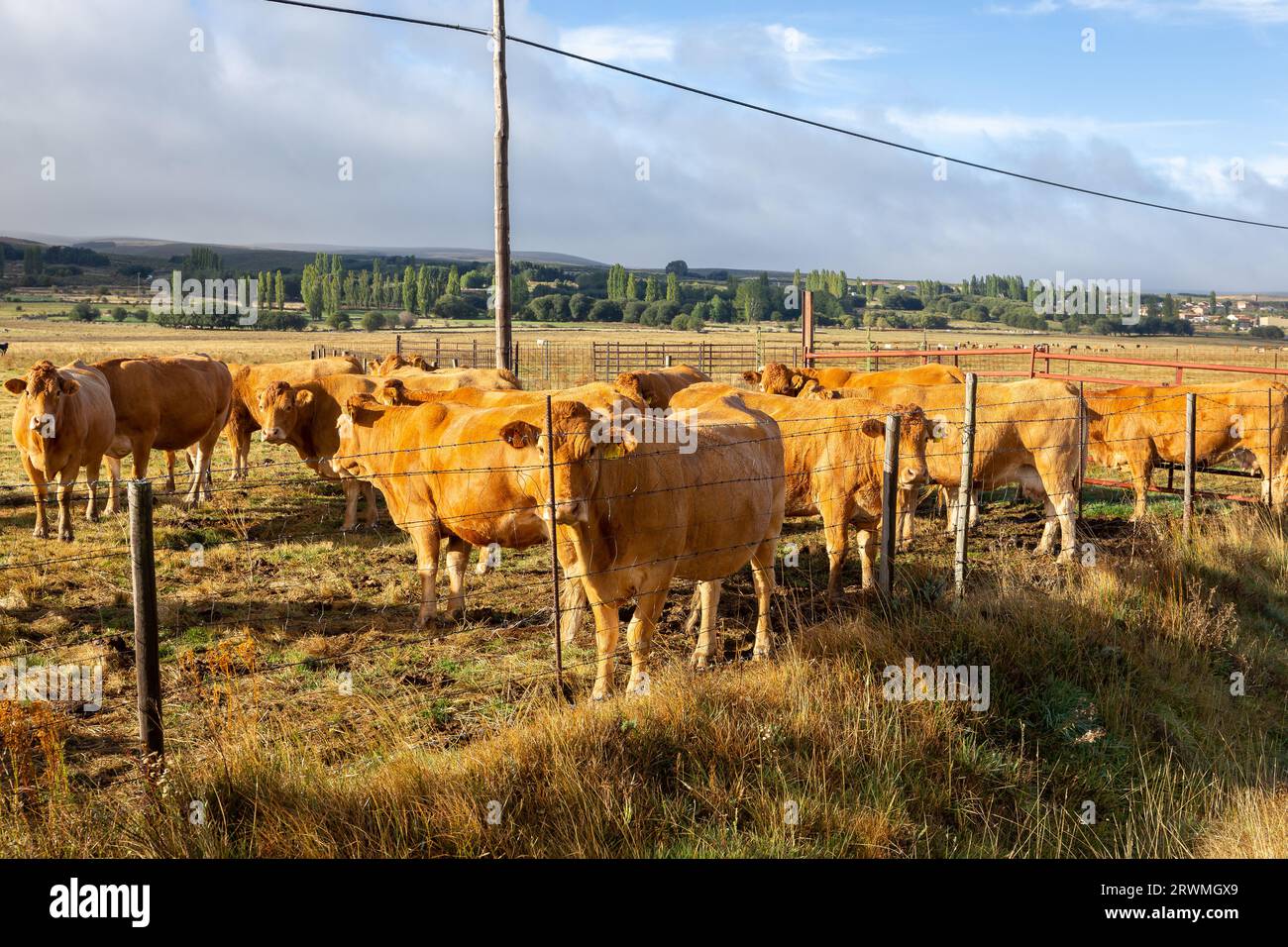 Cattle farming in spain hi-res stock photography and images - Alamy