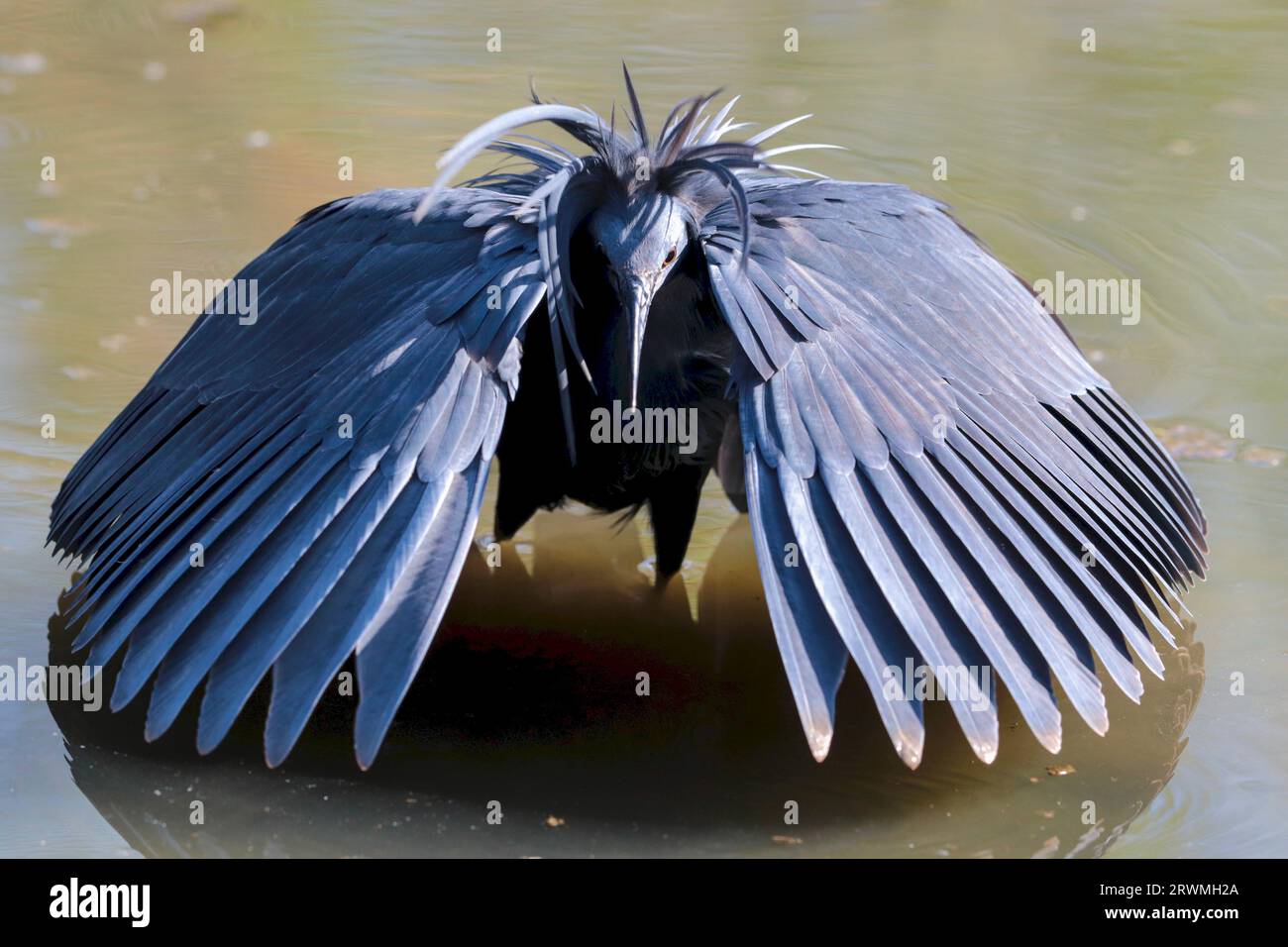 Black Heron or Black Egret (Egret ardesiaca) hunting, Kruger National ...