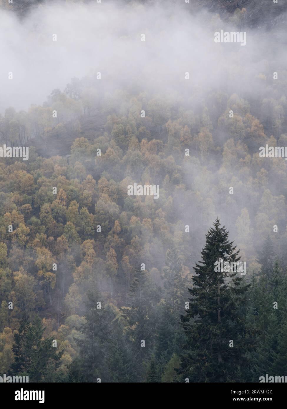 Lush, mixed woodland shrouded in mist near Pitlochry, Highland ...