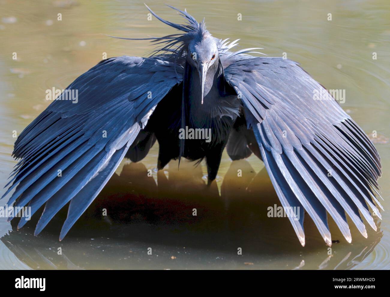 Black Heron or Black Egret (Egret ardesiaca) hunting, Kruger National ...