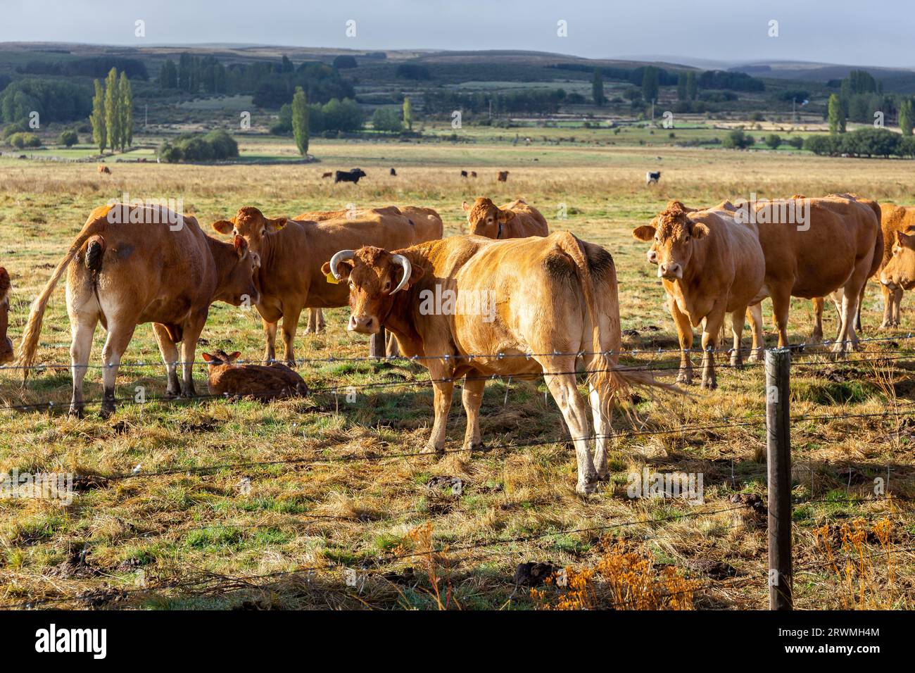 Cattle farming in spain hi-res stock photography and images - Alamy