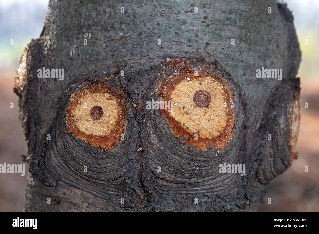 Cross section of branches, close-up photo Stock Photo - Alamy