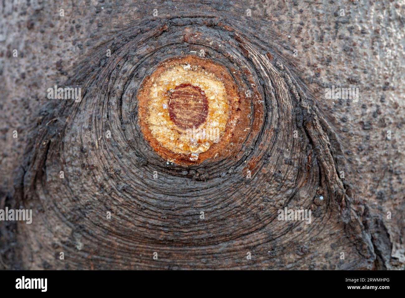 Cross section of branches, close-up photo Stock Photo - Alamy