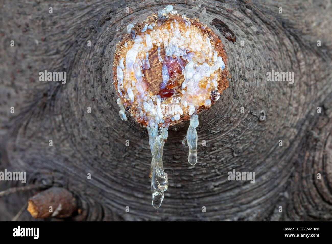 Cross section of branches, close-up photo Stock Photo - Alamy