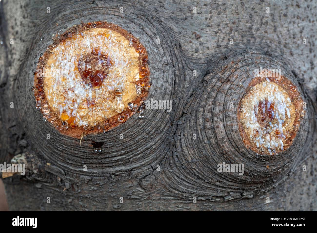 Cross section of branches, close-up photo Stock Photo - Alamy