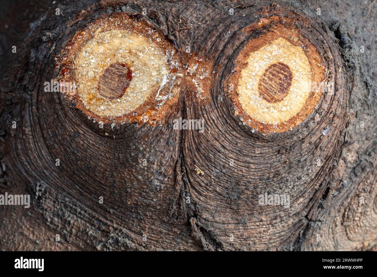 Cross section of branches, close-up photo Stock Photo - Alamy