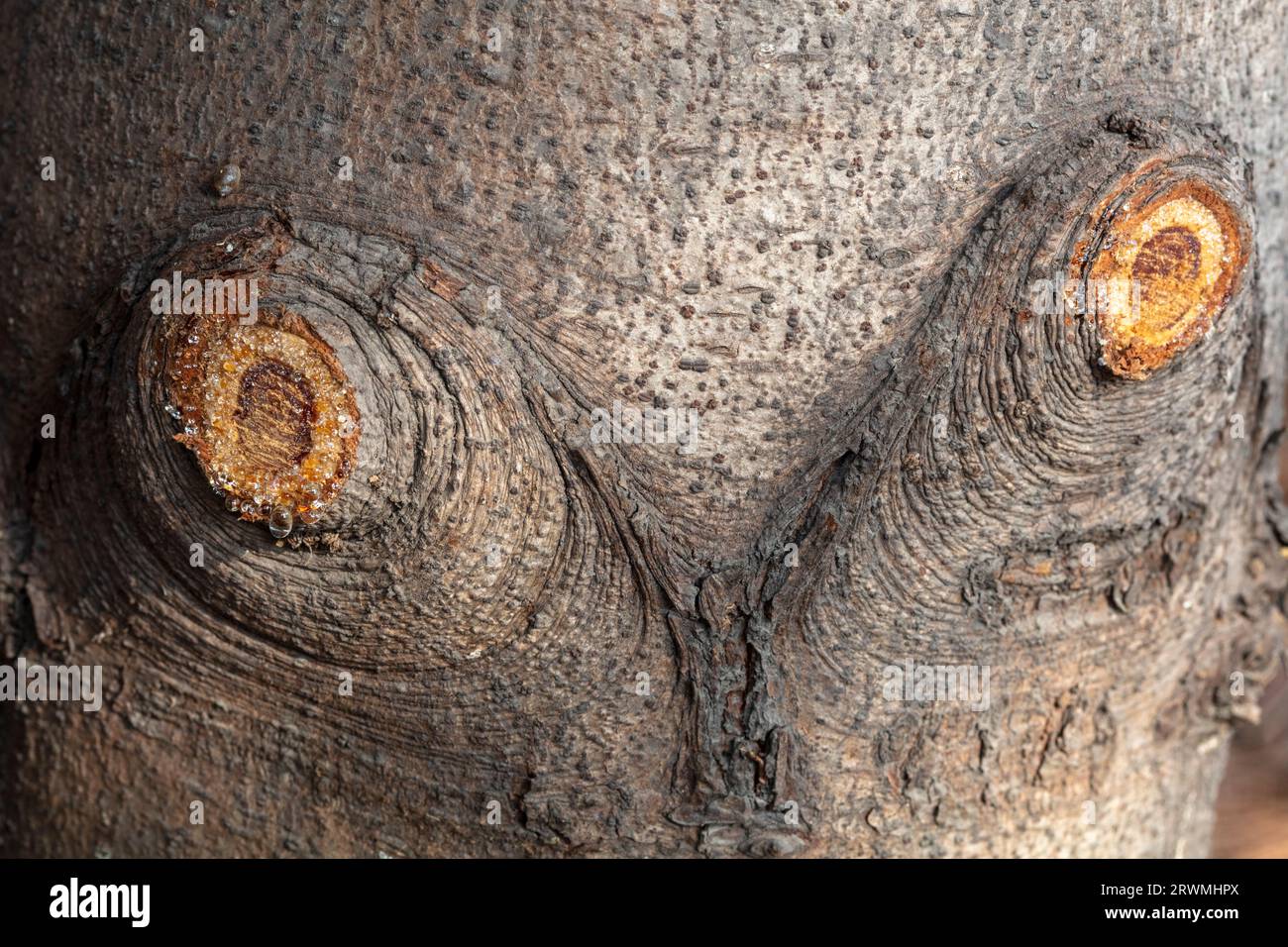 Cross section of branches, close-up photo Stock Photo - Alamy