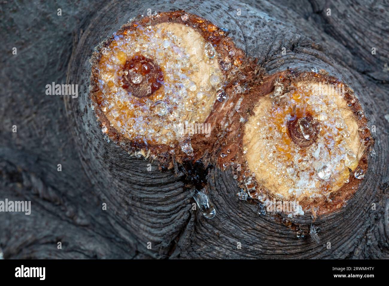 Cross section of branches, close-up photo Stock Photo - Alamy