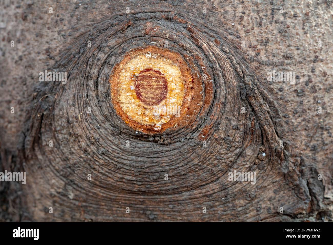 Cross section of branches, close-up photo Stock Photo - Alamy