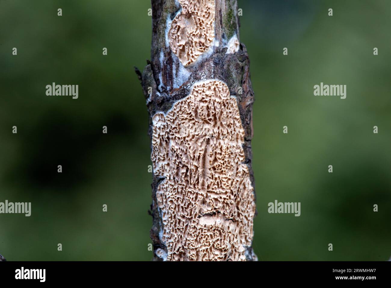 Fungi attached to branches, North China Stock Photo - Alamy