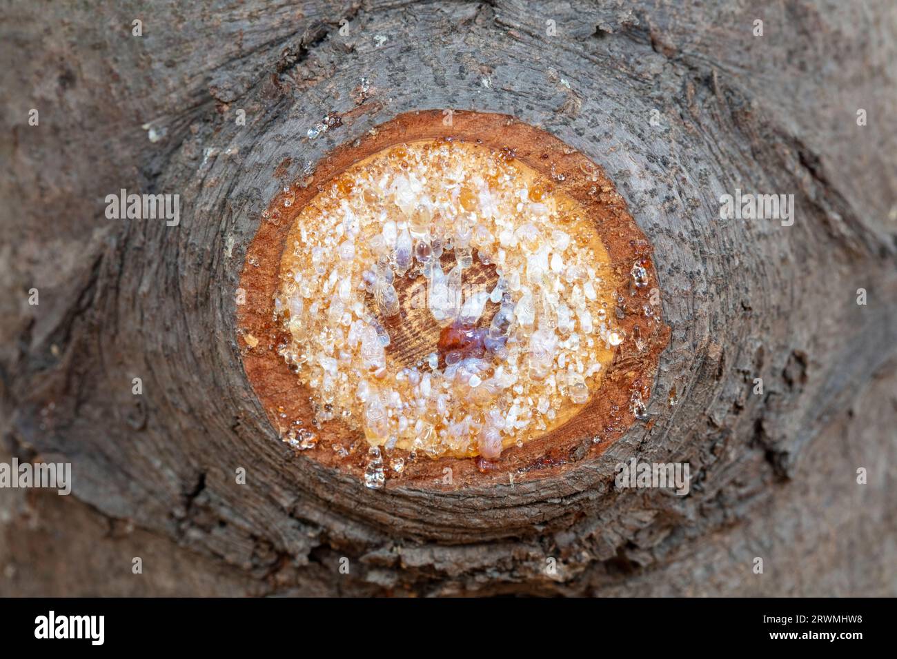 Cross section of branches, close-up photo Stock Photo - Alamy