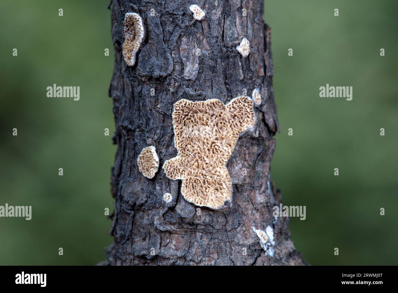 Fungi attached to branches, North China Stock Photo - Alamy
