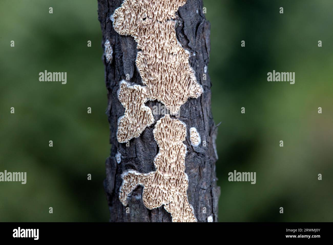 Fungi attached hi-res stock photography and images - Alamy