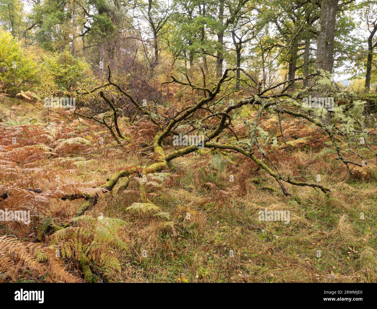 Lush woodland in full Autumn colour at The Pass of Killiecrankie ...