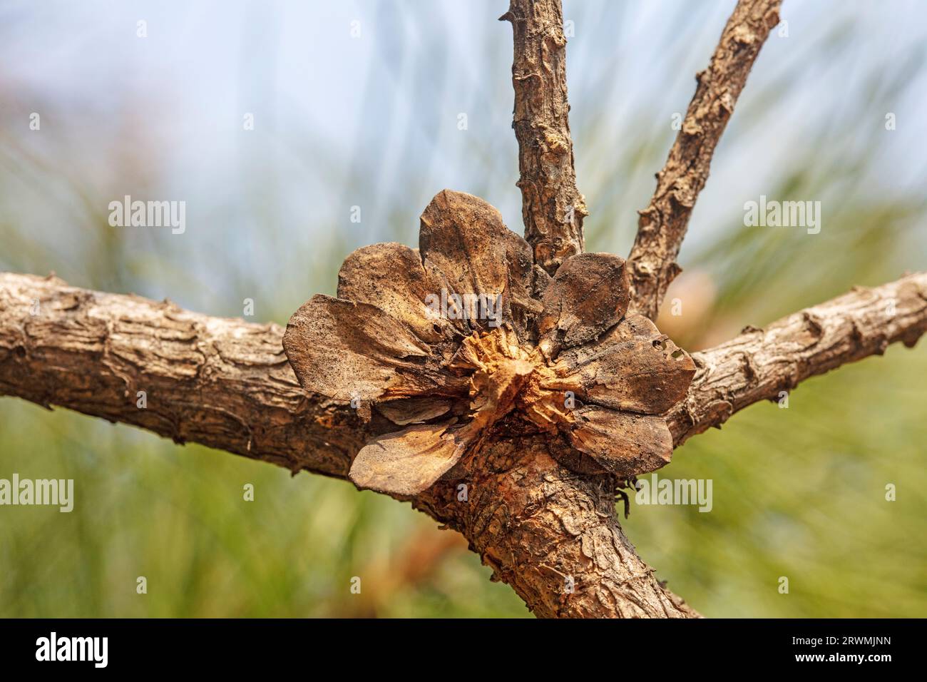 Dried stems hi-res stock photography and images - Alamy