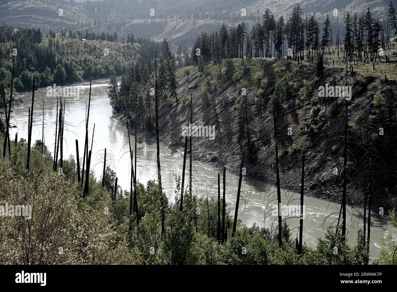 burned forest after wildfire. dramatic burned forest in Canada Stock ...
