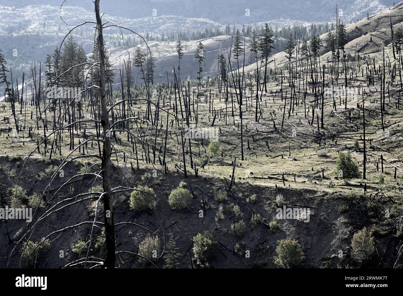 burned forest after wildfire. dramatic burned forest in Canada Stock ...