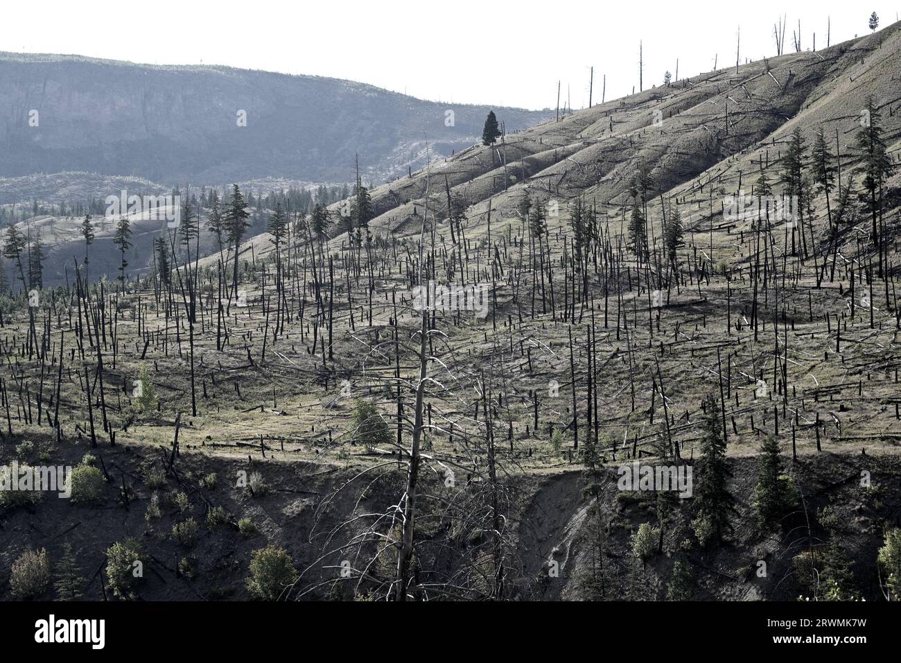 burned forest after wildfire. dramatic burned forest in Canada Stock ...
