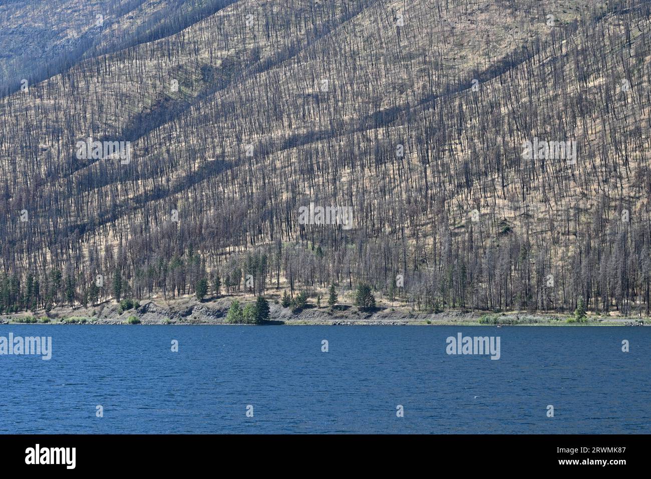burned forest after wildfire Stock Photo - Alamy