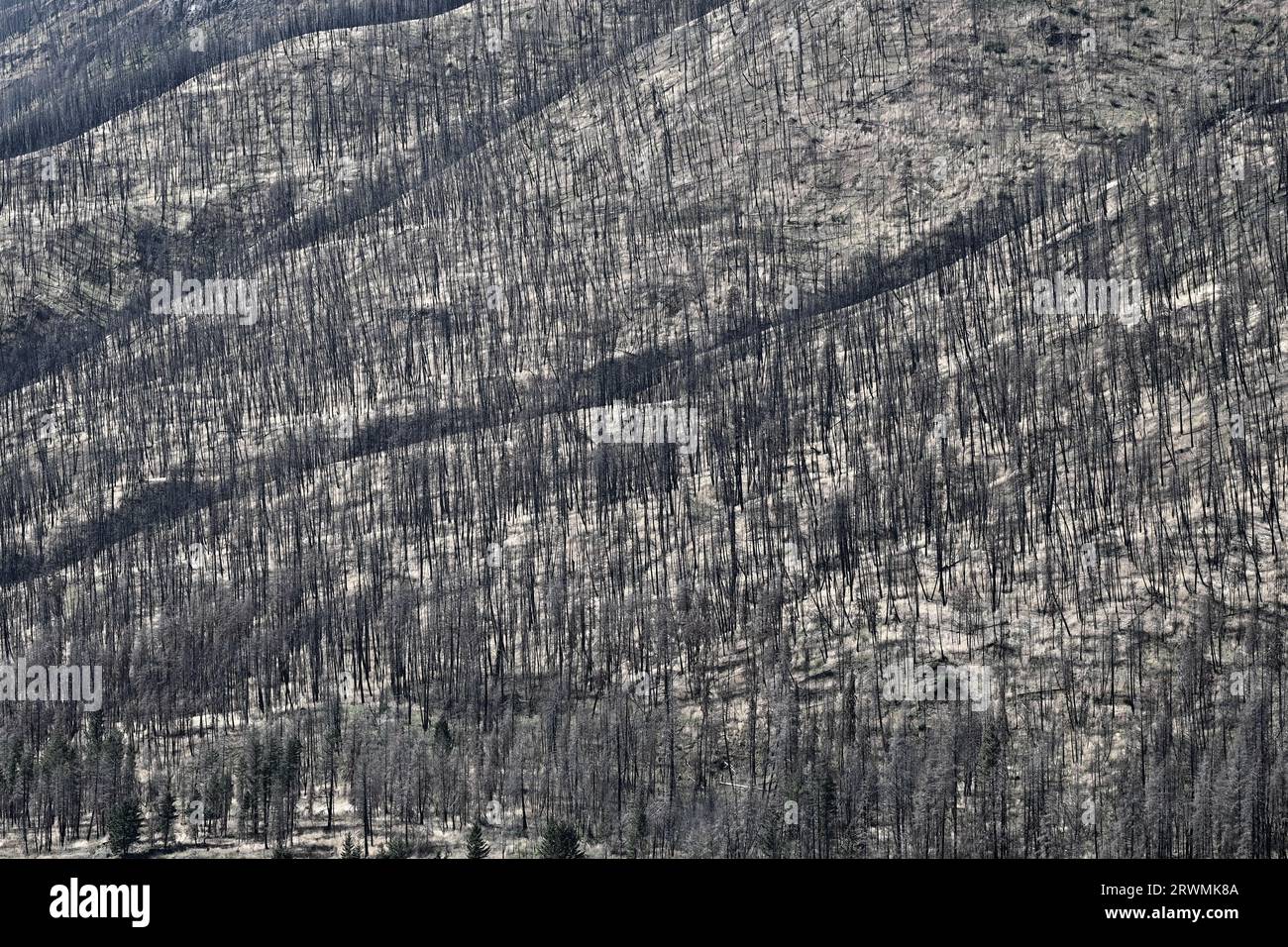 burned forest after wildfire Stock Photo - Alamy
