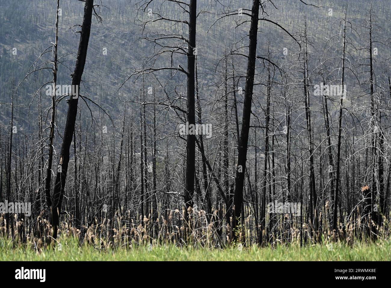 burned forest after wildfire Stock Photo - Alamy