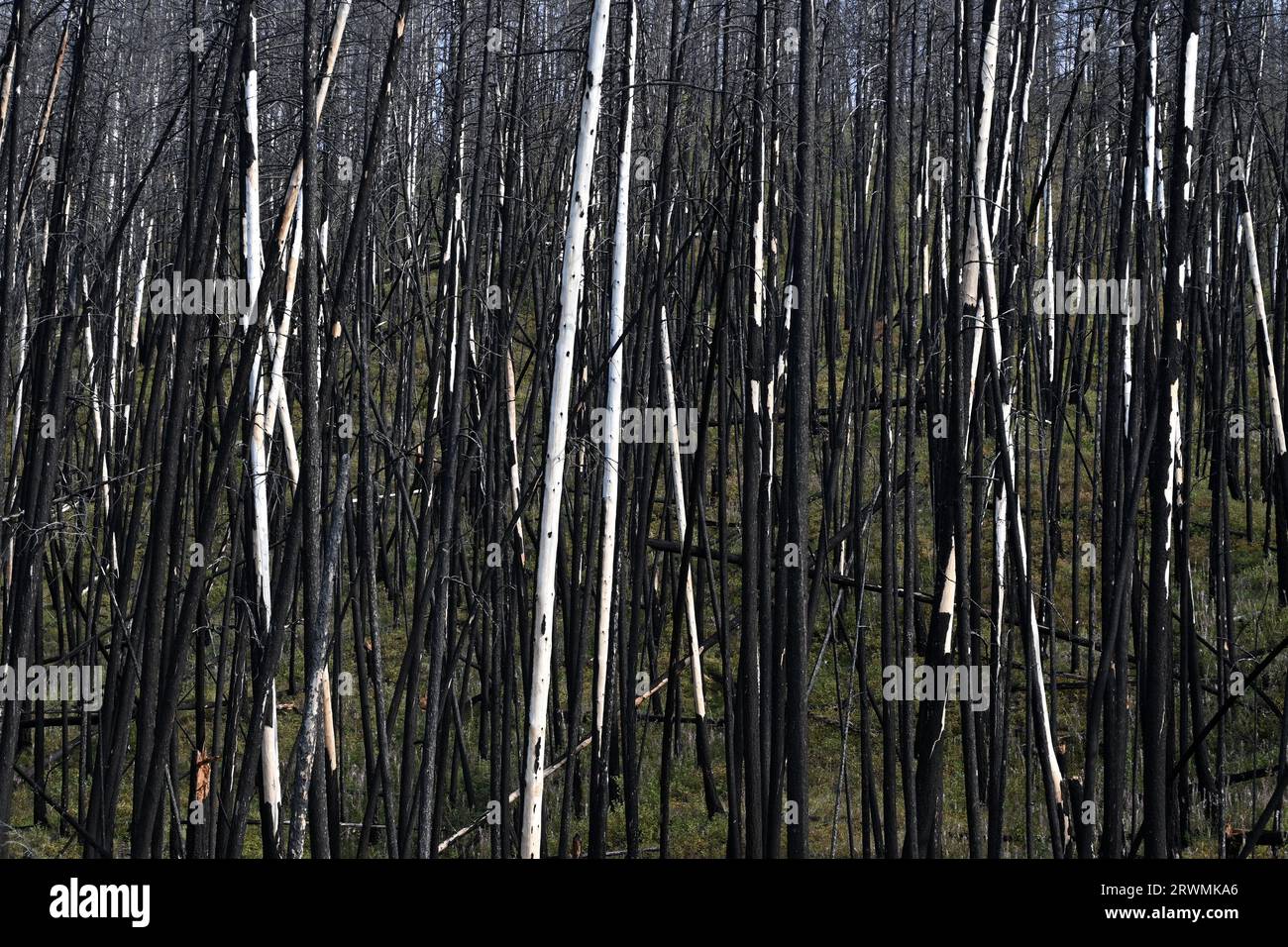 Canada wildfires damage hi-res stock photography and images - Alamy