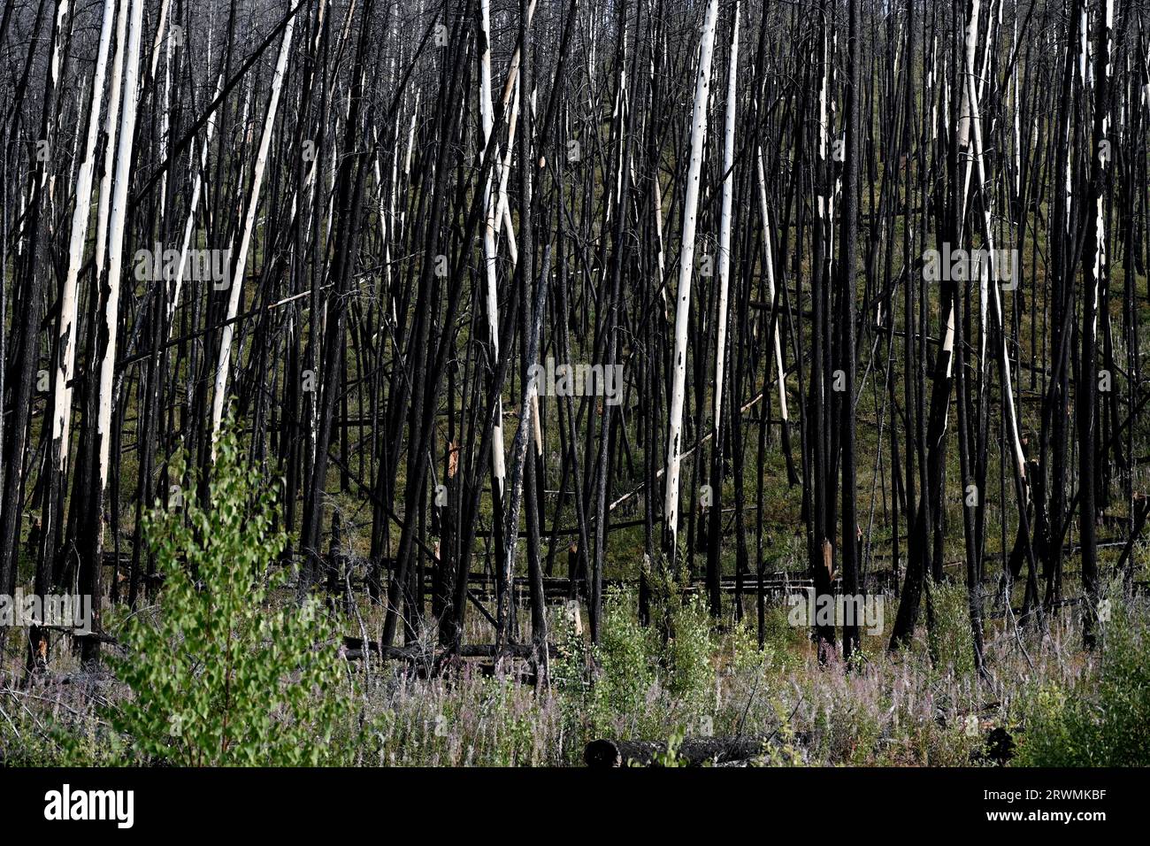 burned forest after wildfire Stock Photo - Alamy