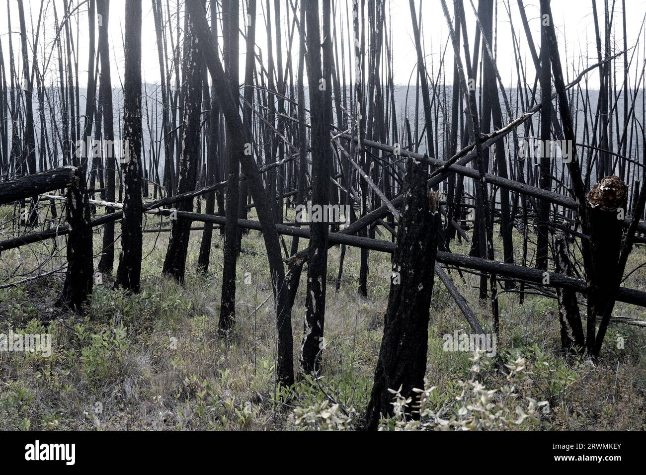 burned forest after wildfire Stock Photo - Alamy