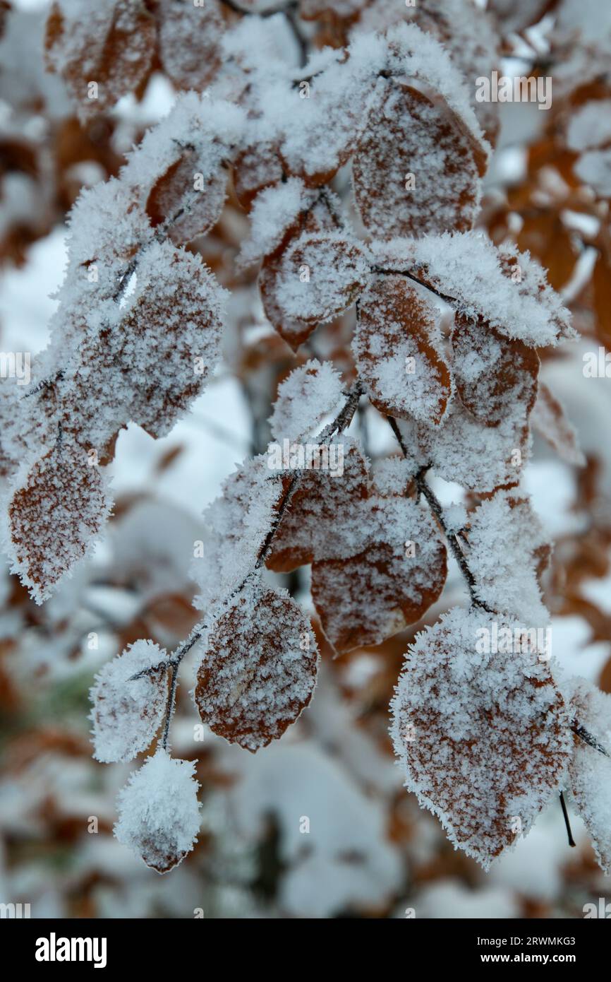 Snow leaves hi-res stock photography and images - Alamy
