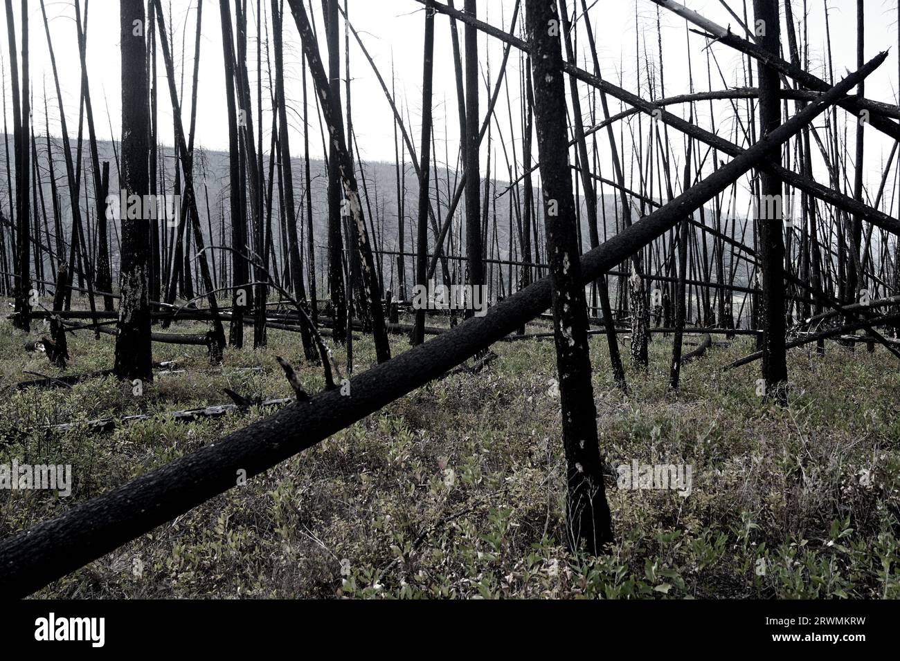 burned forest after wildfire Stock Photo - Alamy